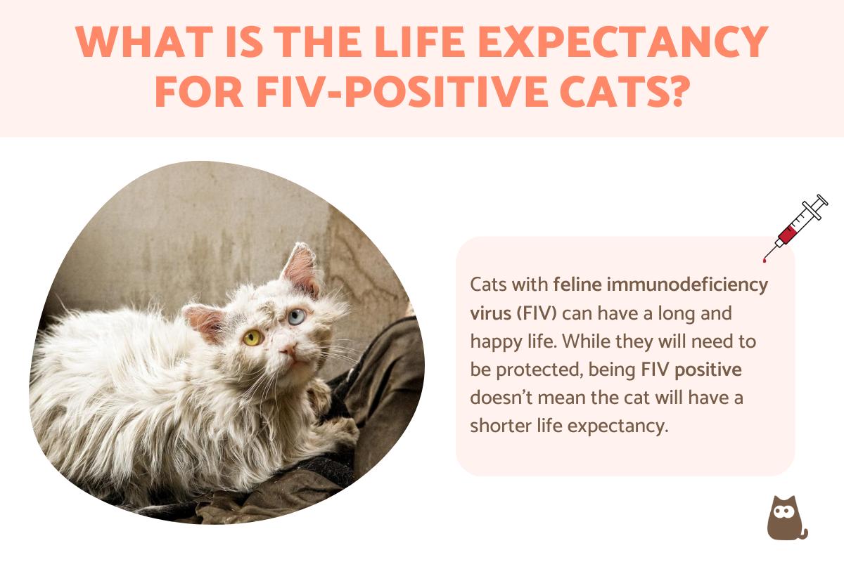 What Is the FIV in Cats Life Expectancy? - FIV Positive Lifespan