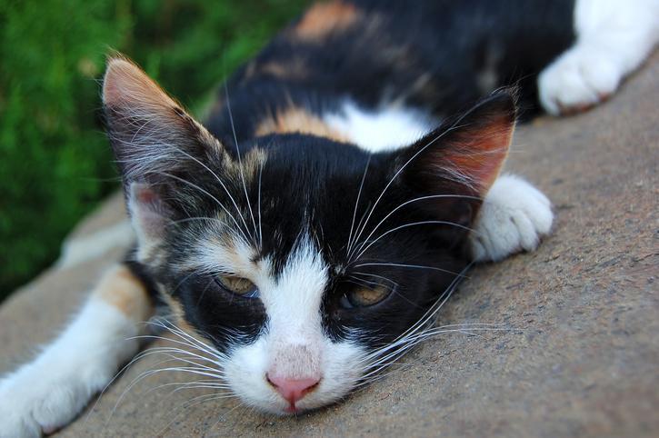 What Is the FIV in Cats Life Expectancy? - FIV Positive Lifespan