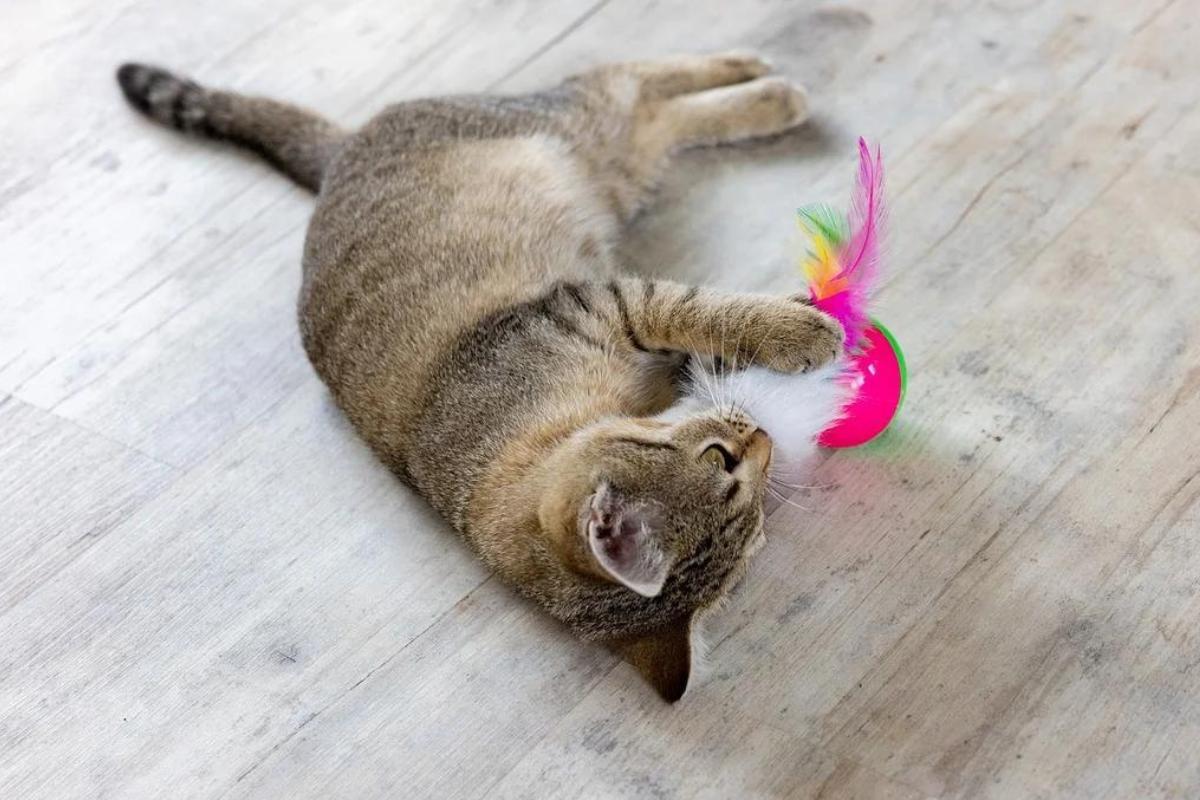 Life Cycle of a Cat - Stages of Development in Domestic Cats