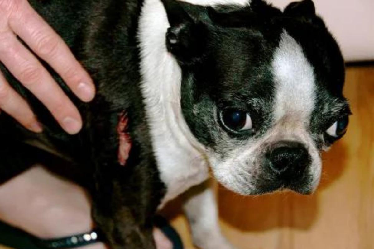 My Dog's Wound Won't Heal - Dog Wound Infection Causes