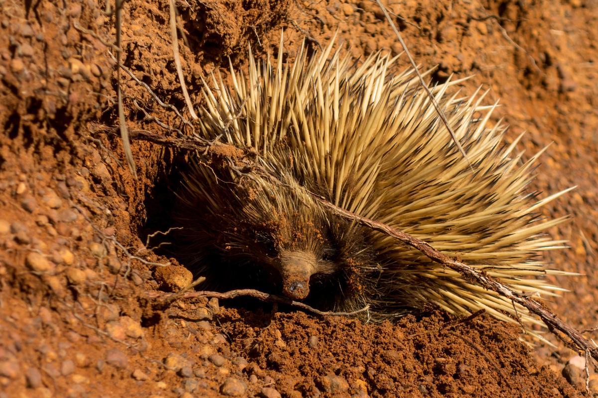 What Animal Eats Ants? - Top 8 Predators of Ants