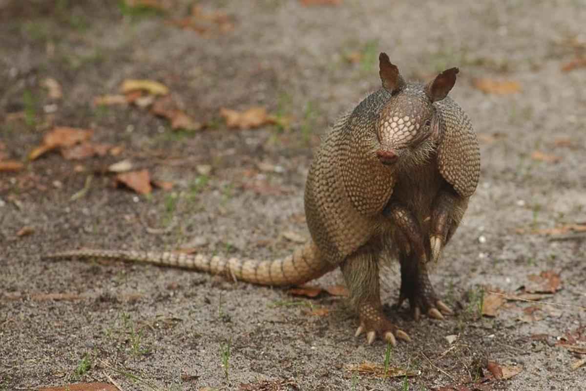 Animals That Have an Exoskeleton Examples With Photos