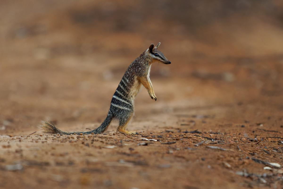 What Animal Eats Ants? - Top 8 Predators of Ants