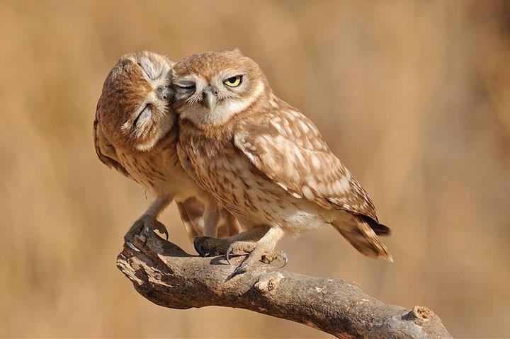 10 Most Loyal Animals to Their Mates - Faithful Animals With Photos