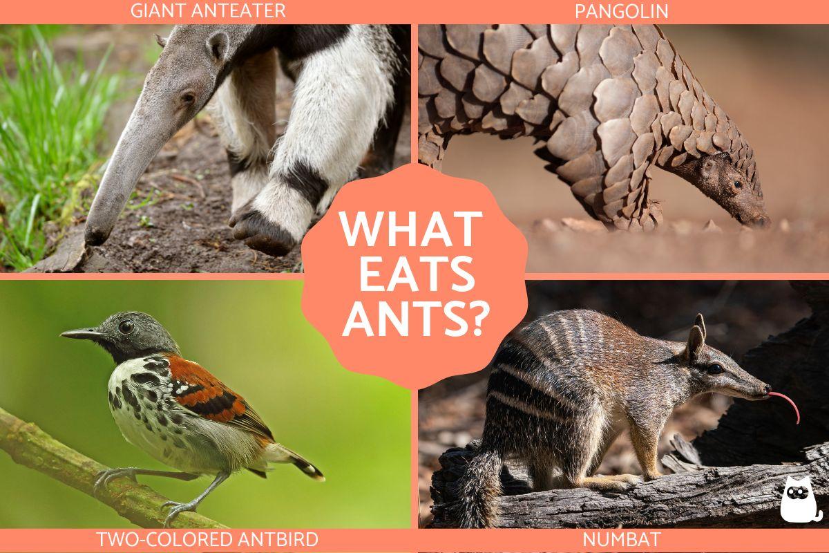 What Animal Eats Ants? - Top 8 Predators of Ants