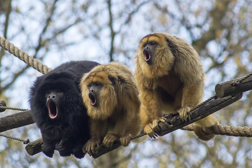 14 Howler Monkey Species - Unique Traits, Habitats and Conservation Status