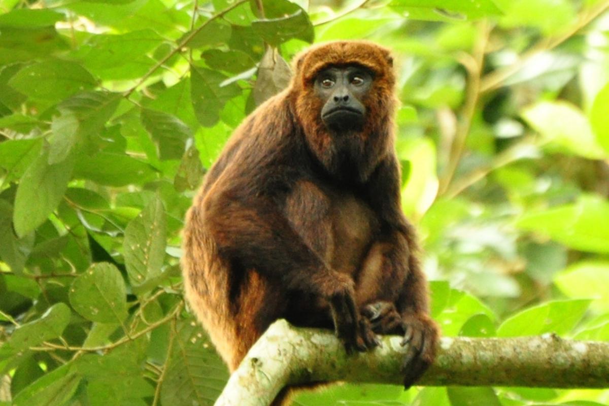 14 Howler Monkey Species - Unique Traits, Habitats and Conservation Status