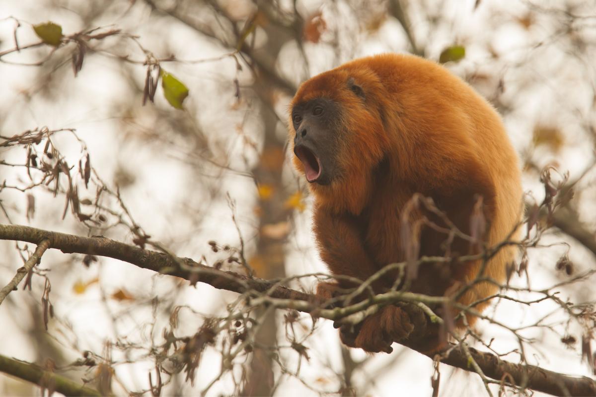 14 Howler Monkey Species - Unique Traits, Habitats and Conservation Status