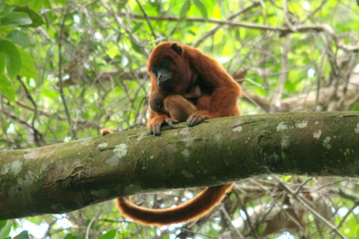 14 Howler Monkey Species - Unique Traits, Habitats and Conservation Status