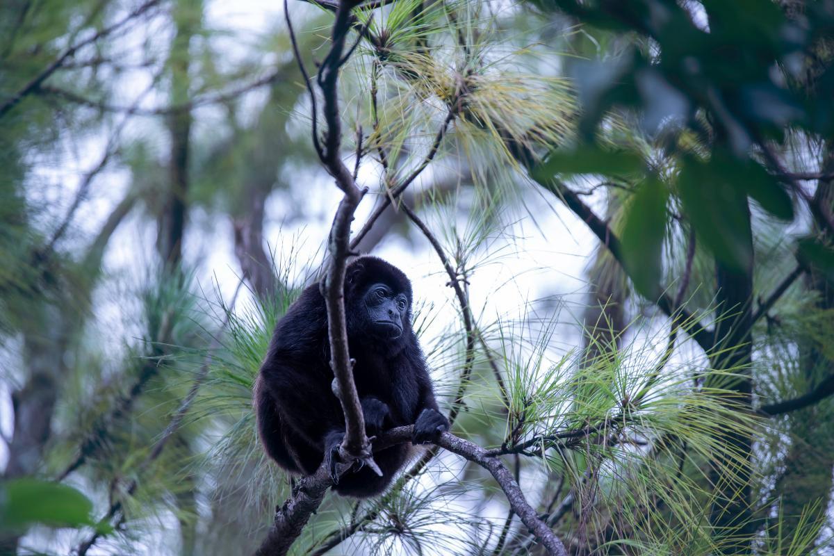 14 Howler Monkey Species - Unique Traits, Habitats and Conservation Status