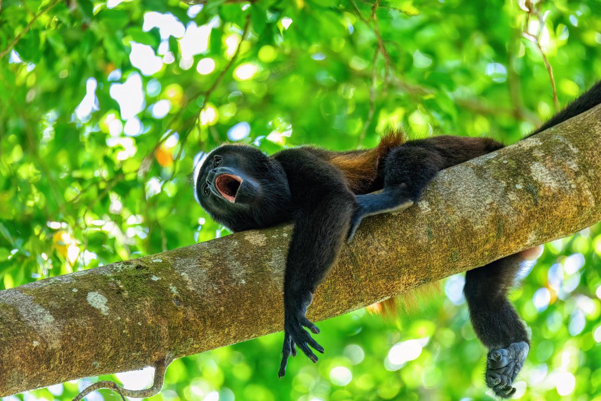 14 Howler Monkey Species - Unique Traits, Habitats and Conservation Status