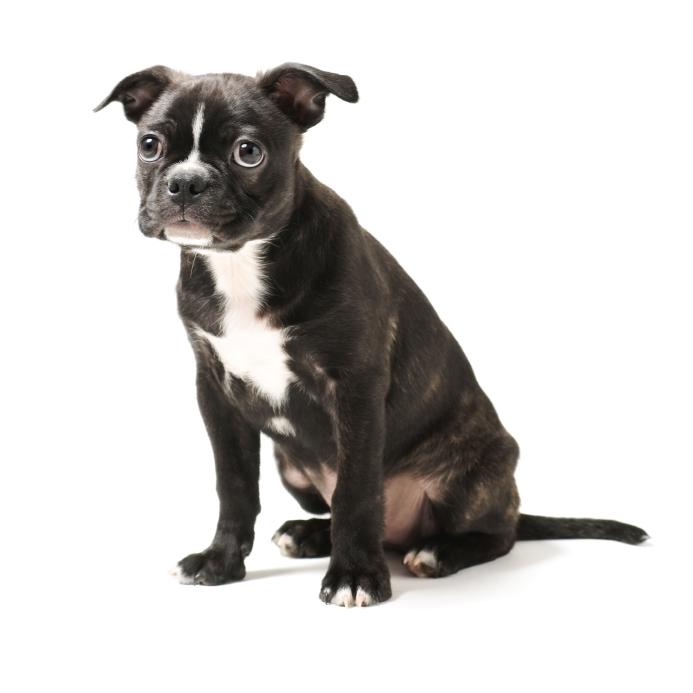 The Best Small to Medium Dog Breeds