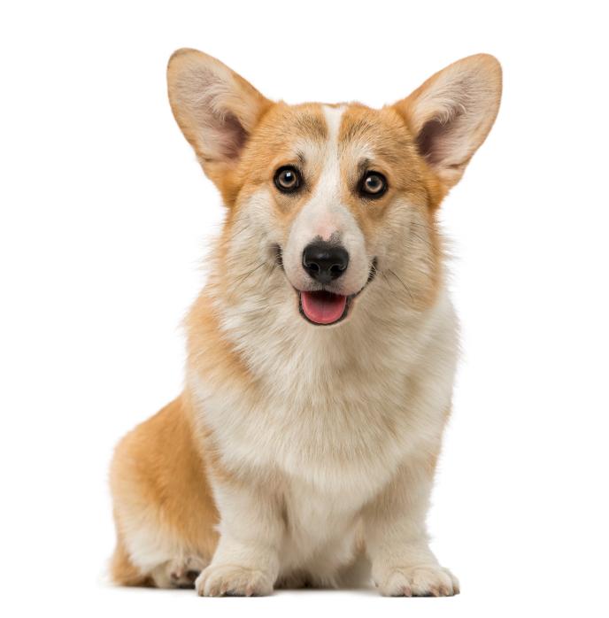 The Best Small to Medium Dog Breeds