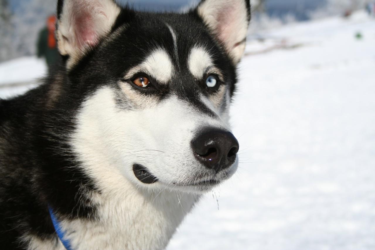 What Dog Breeds Can Have Different Colored Eyes?