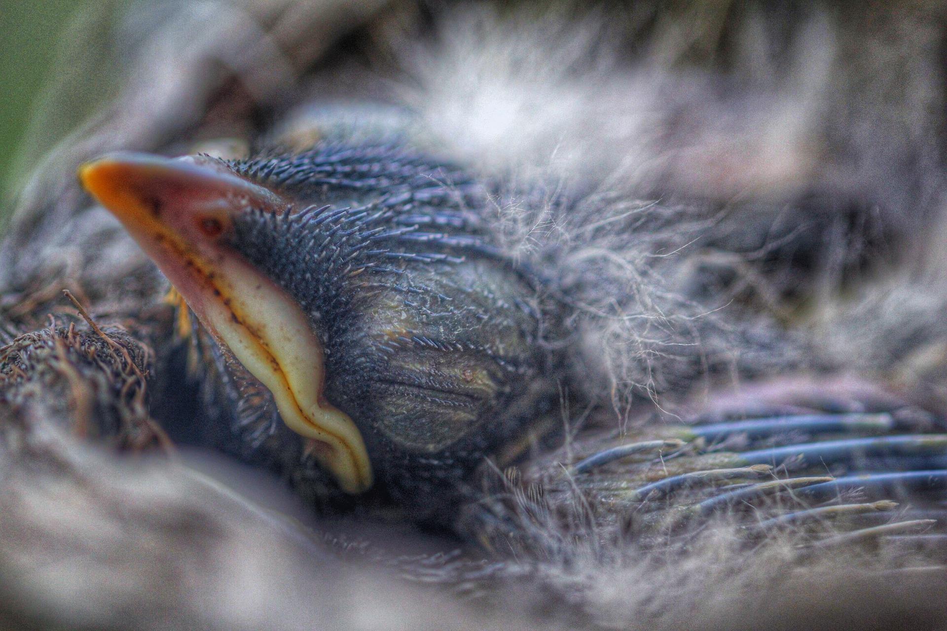 I Found An Injured Bird - Baby Bird Rescue Guide