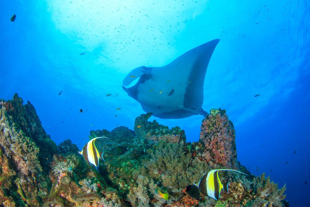 Manta Ray Habitats - Where Do They Live?