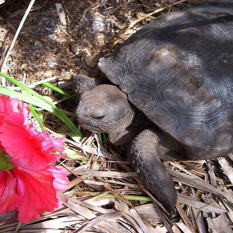 Pyramiding in Tortoises - Why does it Happen?