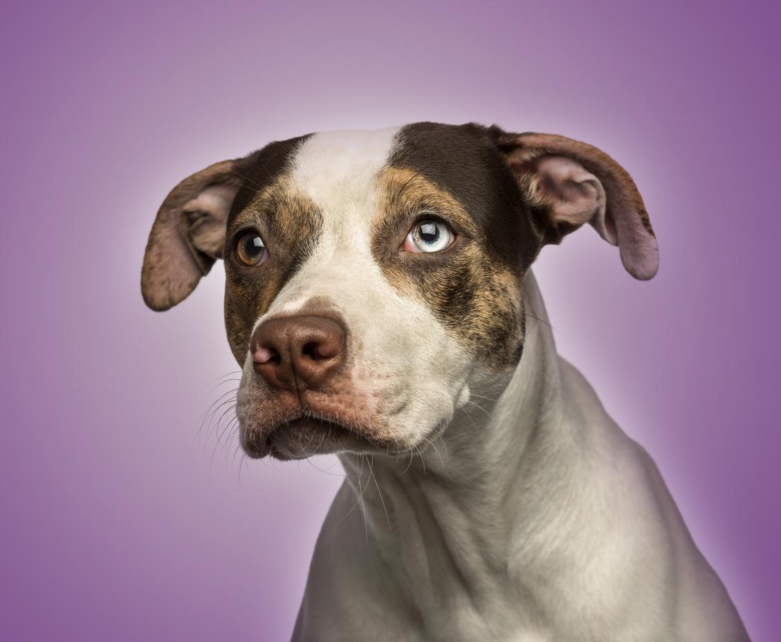 What Dog Breeds Can Have Different Colored Eyes?