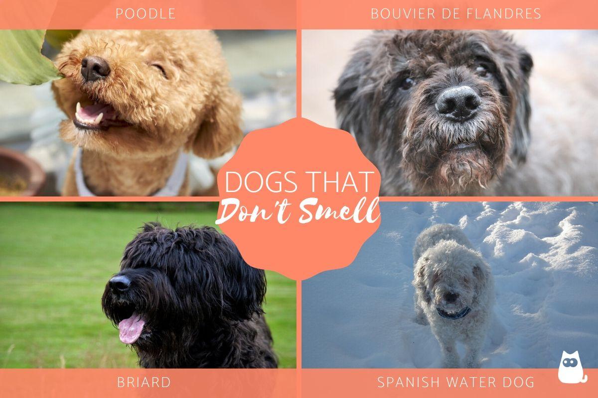 10 Dogs That Don't Smell - The Least Smelly Dogs - With Pictures