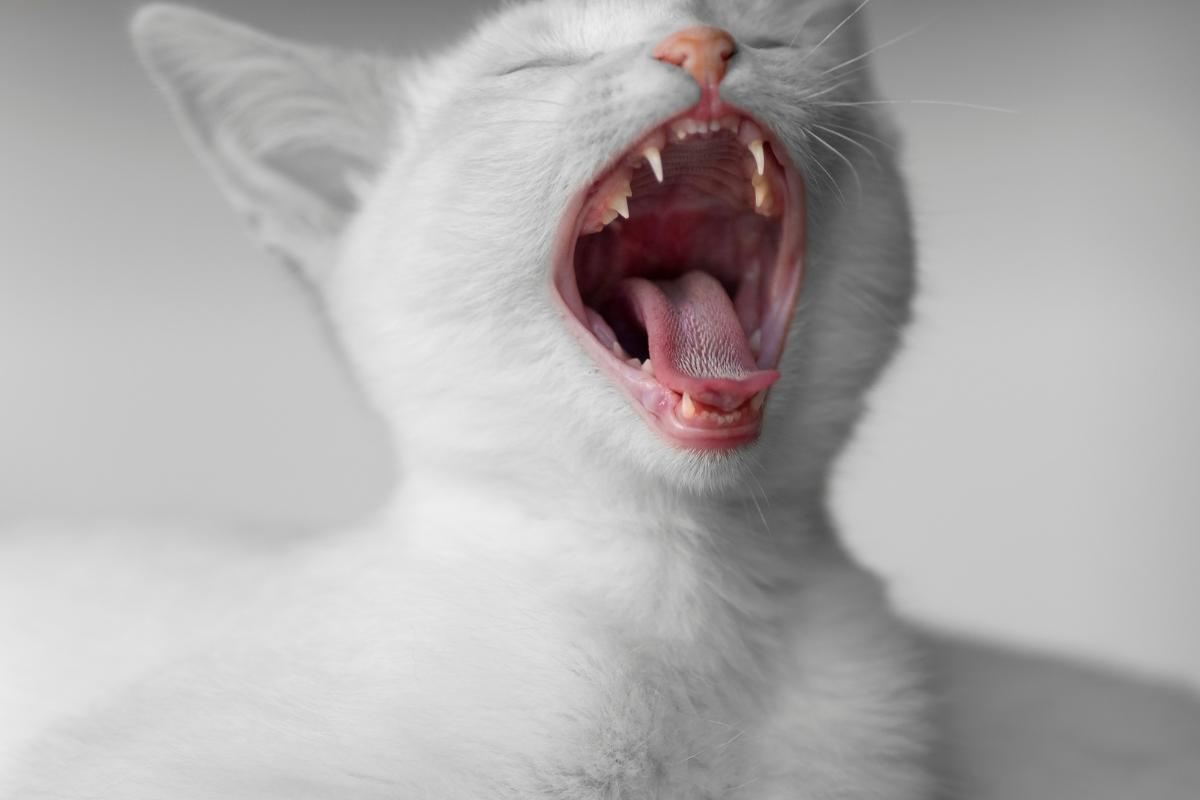 How Many Teeth Does a Cat Have? - Number of Teeth in Cats