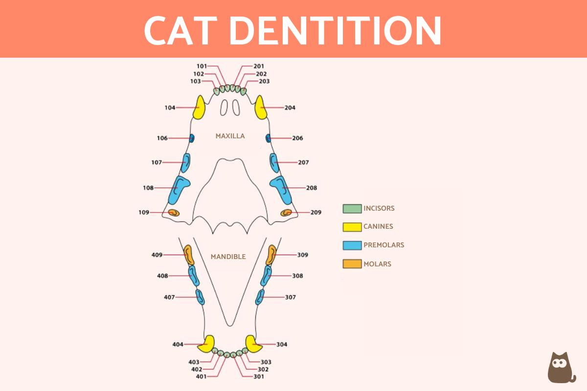 How Many Teeth Does a Cat Have? - Number of Teeth in Cats