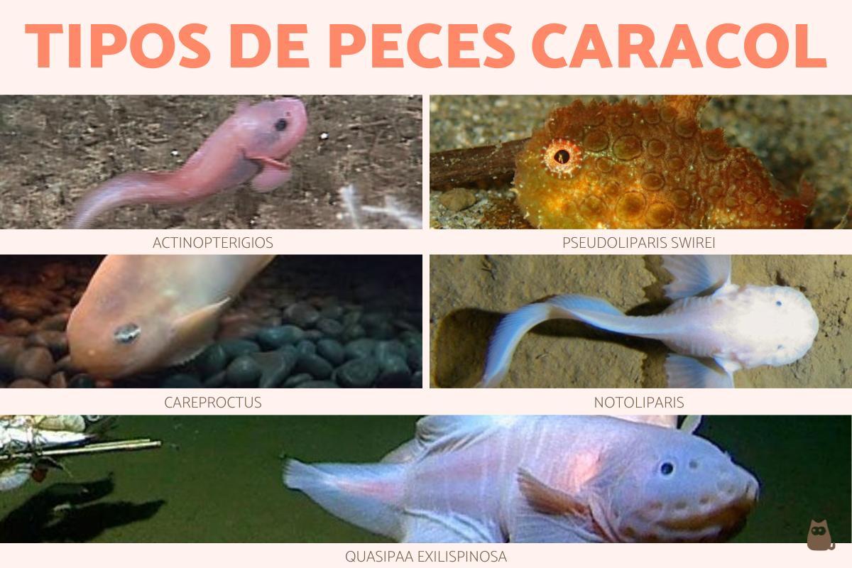 Snailfish: TYPES and CHARACTERISTICS with PHOTOS