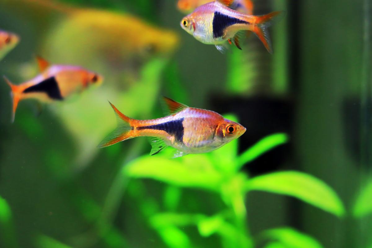 Best Fish to Keep With Neon Tetras - Neon Tetra Tank Mates
