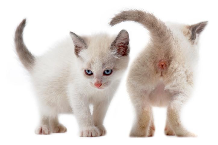 My Cat Has a Swollen Anus - Cat Inflamed Anus Causes