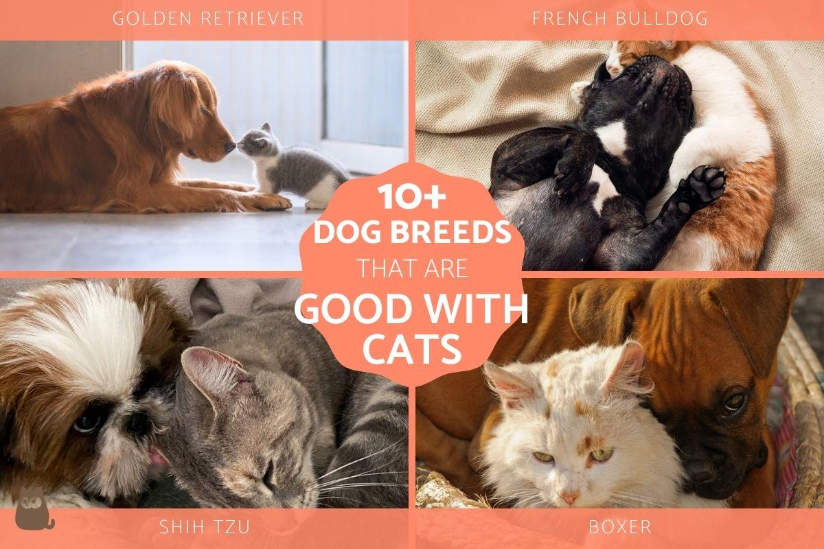 10+ Best Dog Breeds That Are Good With Cats - List With Photos