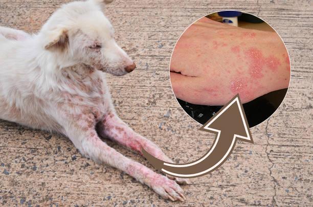 Dog Diseases Transmitted to Humans - Canine Zoonotic Diseases
