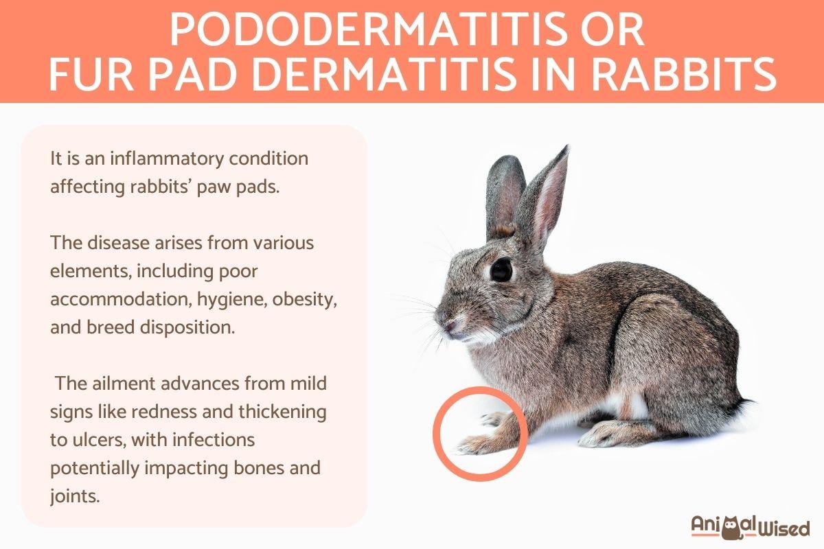 Pododermatitis or Fur Pad Dermatitis in Rabbits - Symptoms, Treatment ...