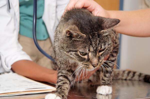 Diaphragmatic Hernia in Cats - Causes, Symptoms and Treatment