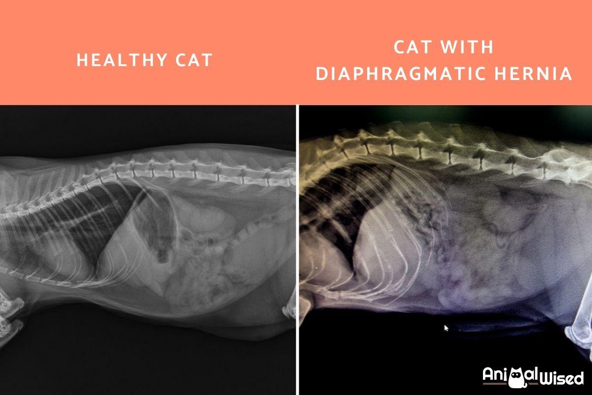 Diaphragmatic Hernia in Cats - Causes, Symptoms and Treatment