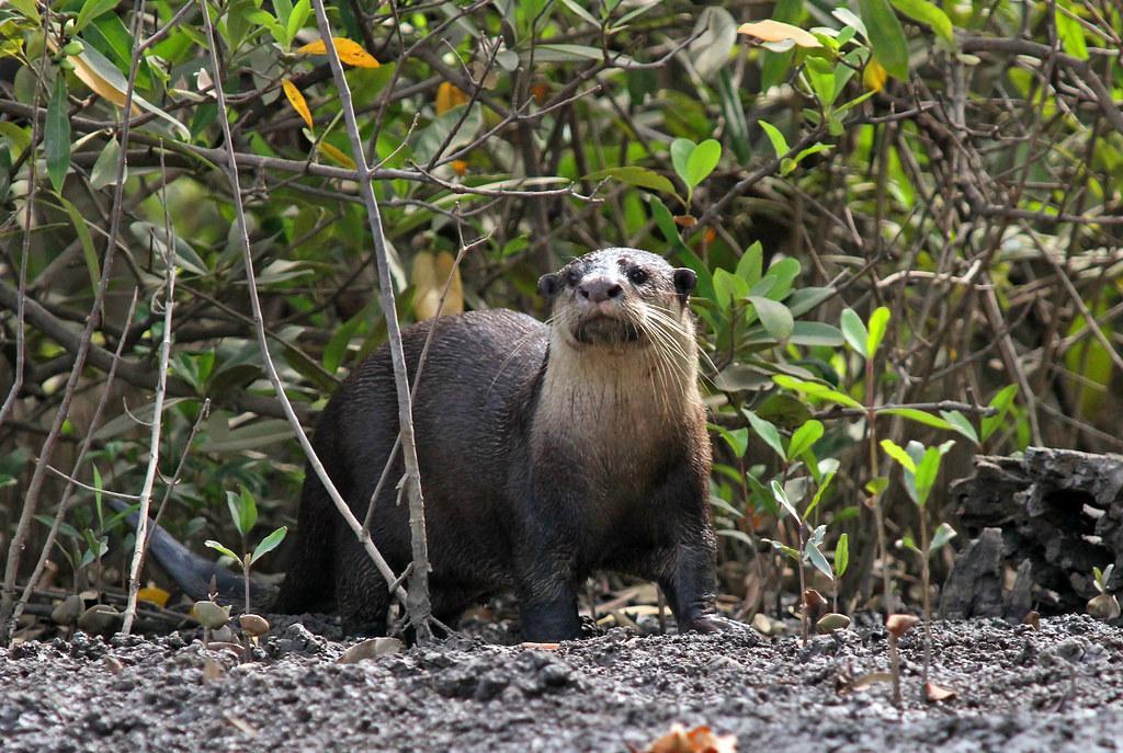 All Different Types of Otters - Sea Otters and More With Photos