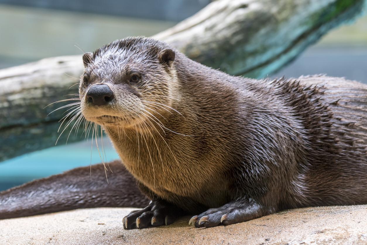 All Different Types of Otters - Sea Otters and More With Photos