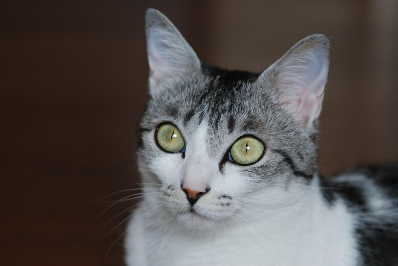Japanese Names for Female Cats