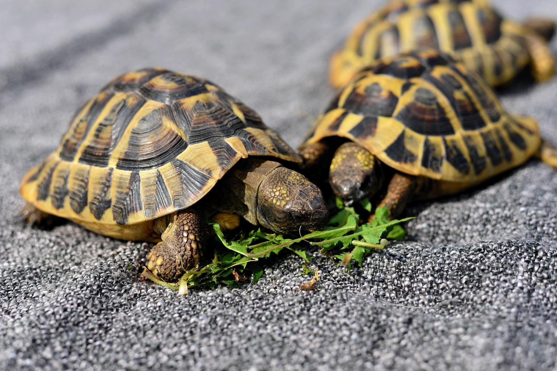 Tortoise Food List - What Turtles Can and Can't Eat
