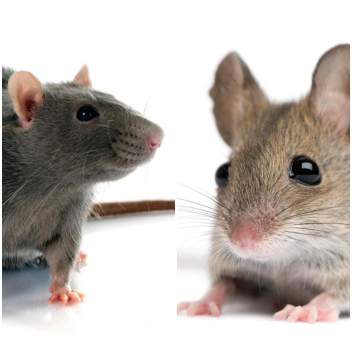 Differences Between Rats and Mice