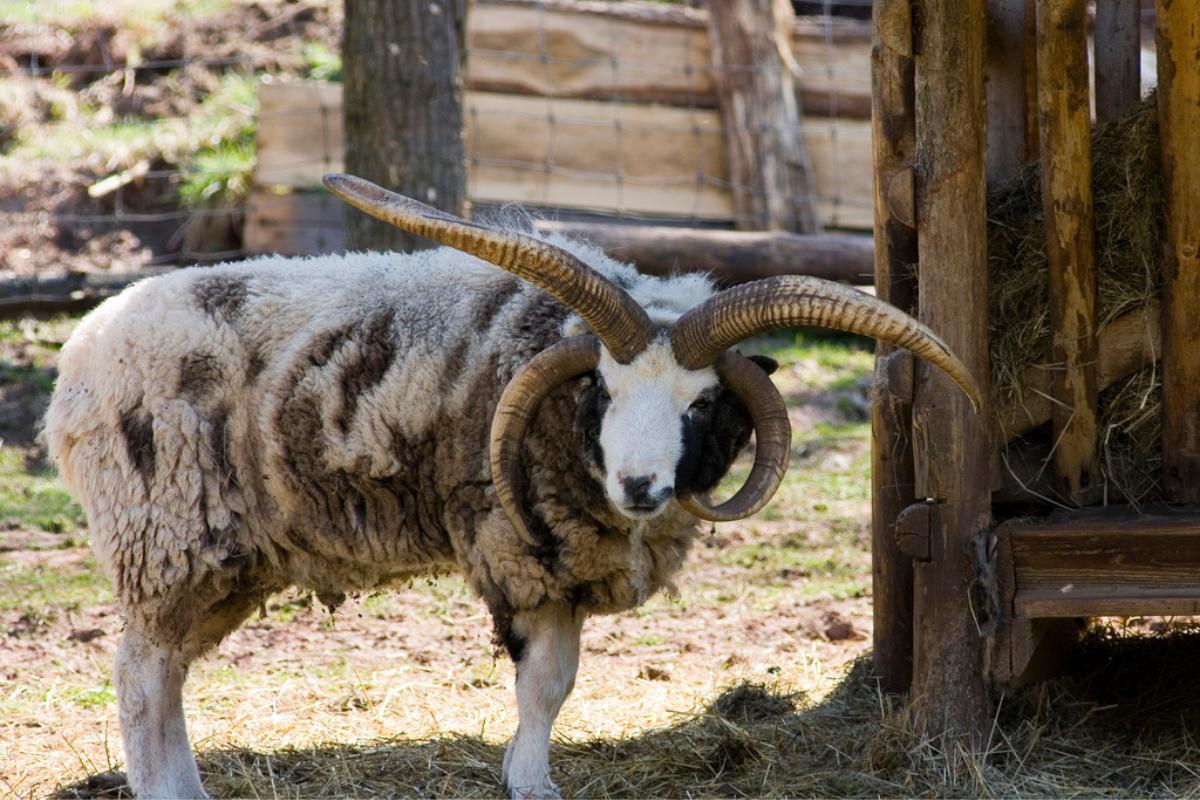 Top 10 Sheep Breeds Around the World (With Pictures)