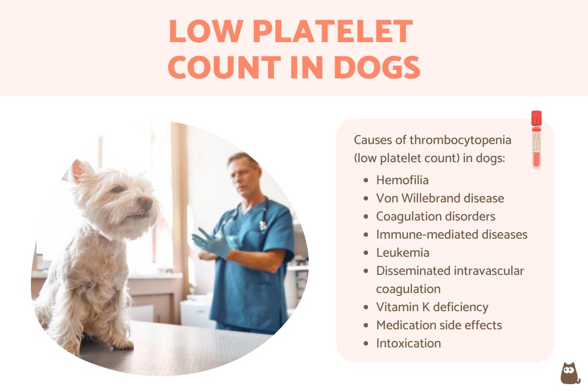 Low Platelet Count in Dogs (Thrombocytopenia) - Causes, Symptoms and ...