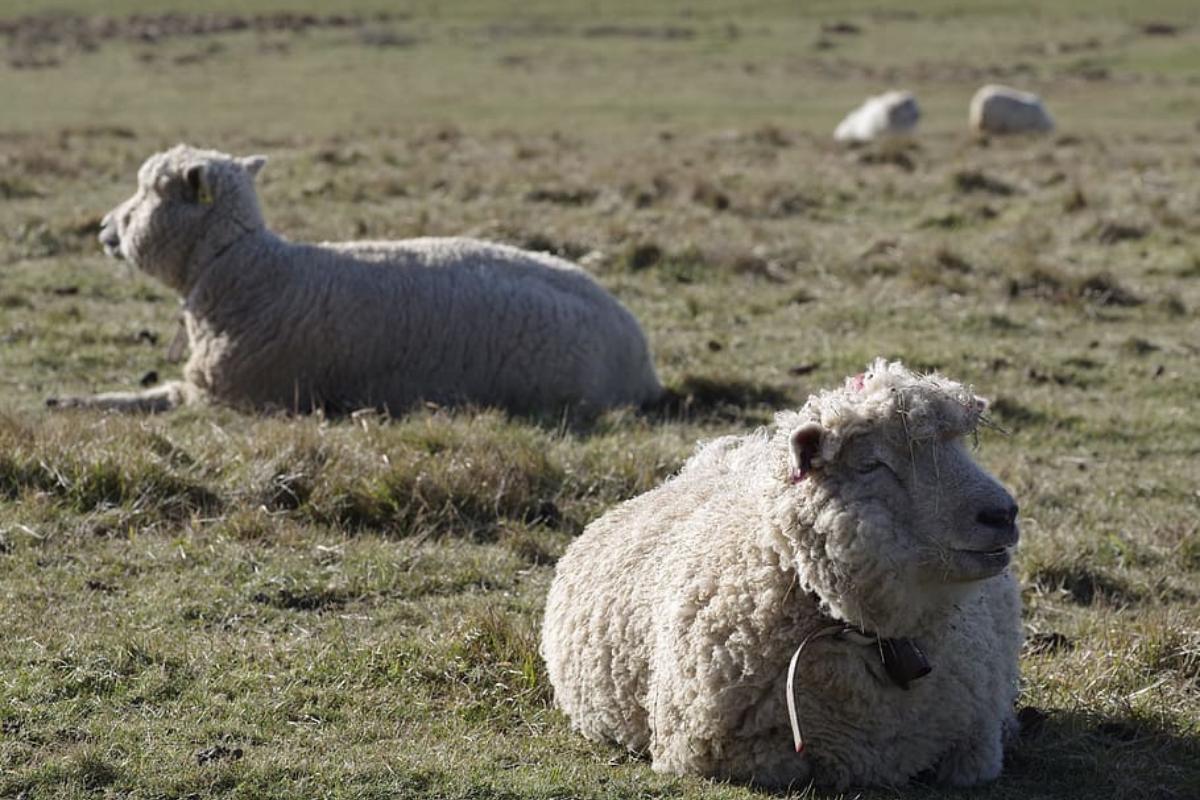 Top 10 Sheep Breeds Around the World (With Pictures)