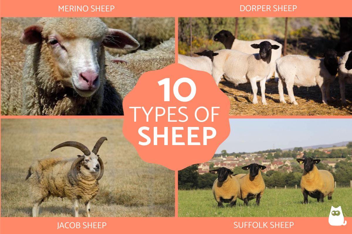 Top 10 Sheep Breeds Around the World (With Pictures)