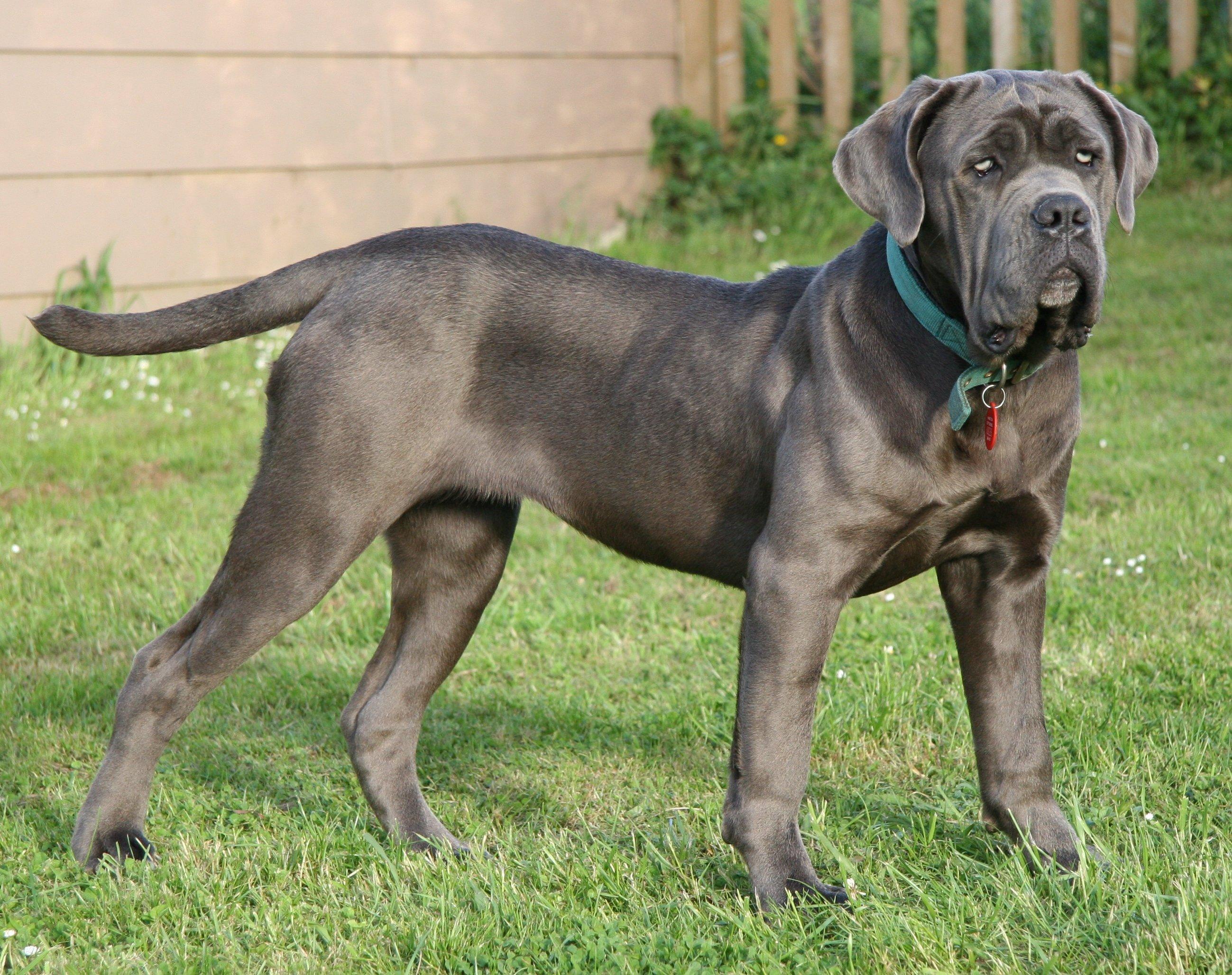 Types of Mastiffs - 10+ - Full List With Photos