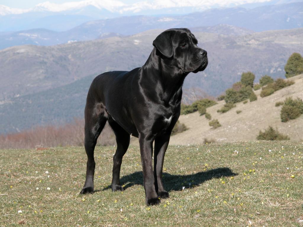 Types of Mastiffs - 10+ - Full List With Photos