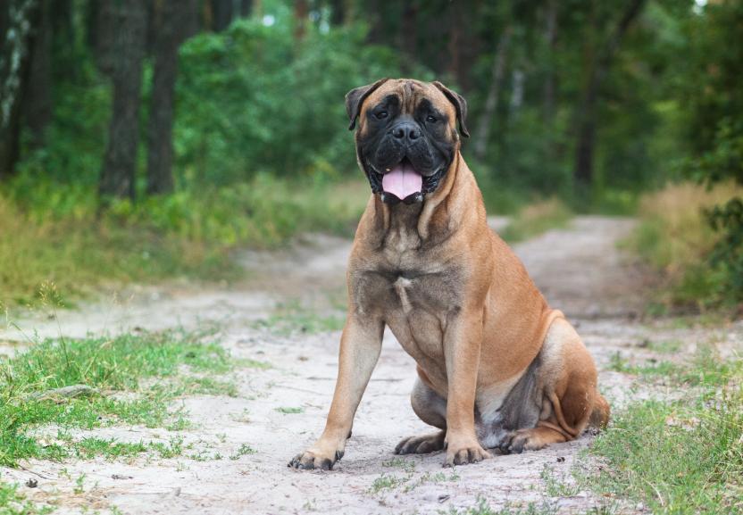 Types of Mastiffs - 10+ - Full List With Photos