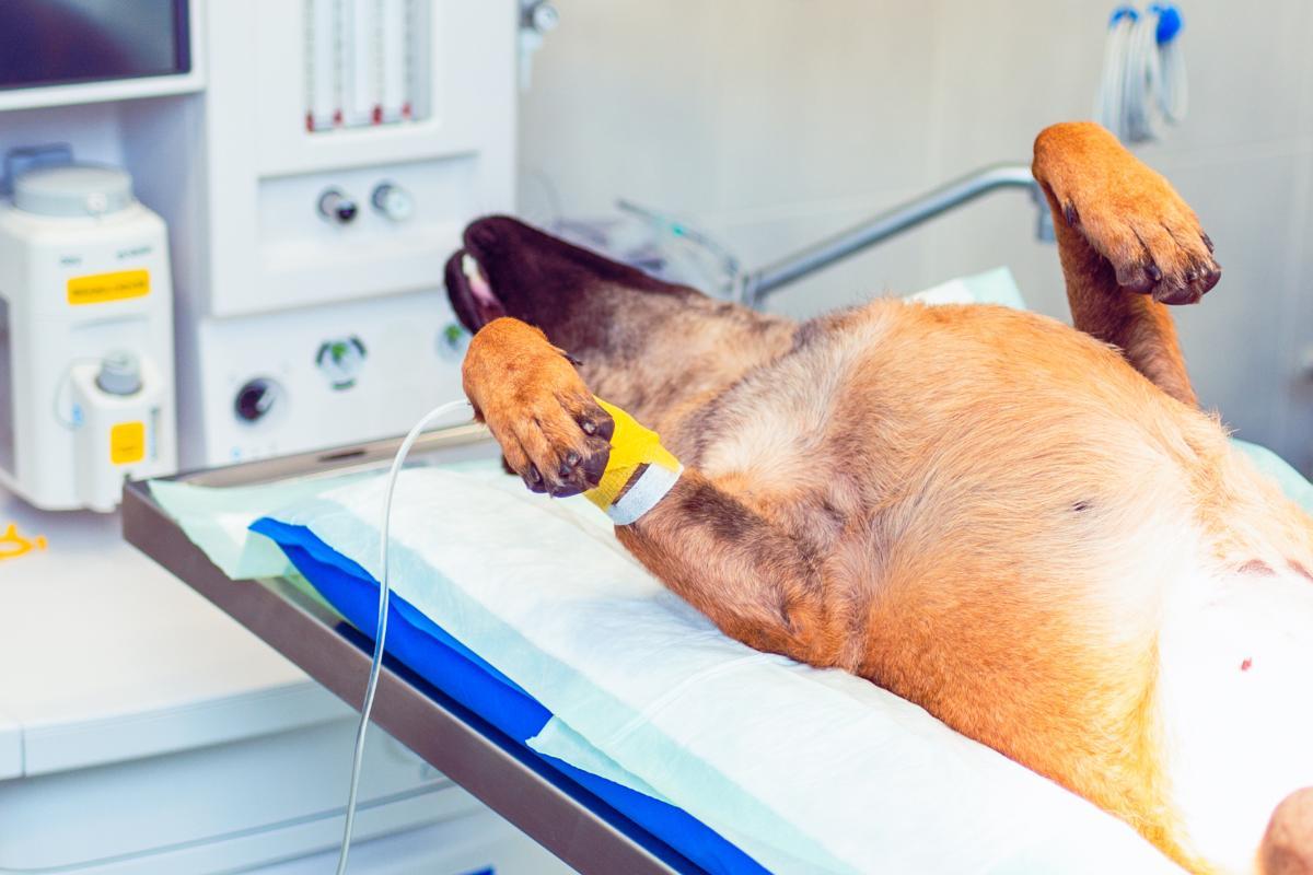 Are Dogs Aware When Sedated? - Dog Sedation and Anaesthesia