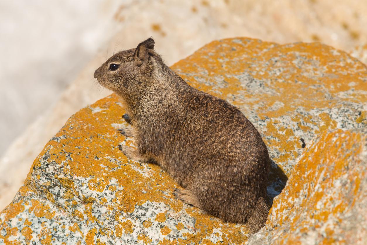 Wild Animals of the Sierra Nevada - List With Photos