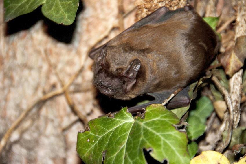 Flying Mammals - Examples and Types With Photos