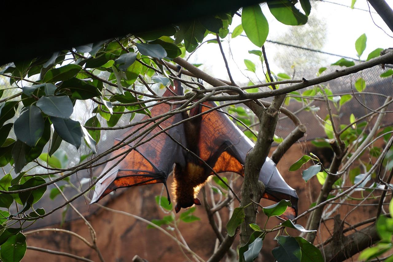 Flying Mammals - Examples and Types With Photos