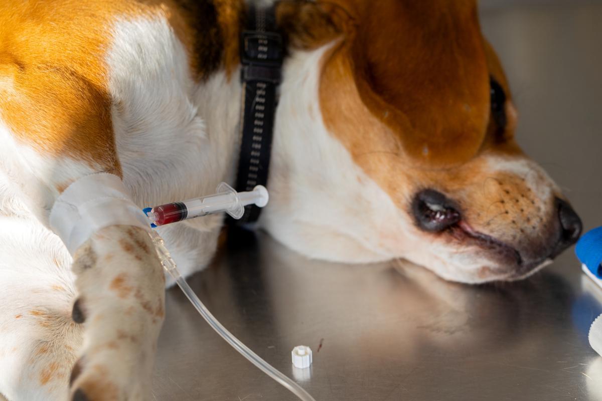 Are Dogs Aware When Sedated? - Dog Sedation and Anaesthesia